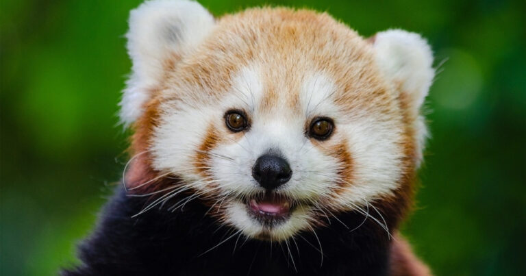 El Panda Rojo y su leyenda - Dossier Interactivo